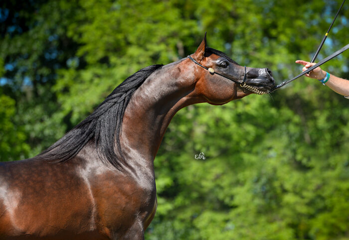 Star Farid | polskiearaby.com