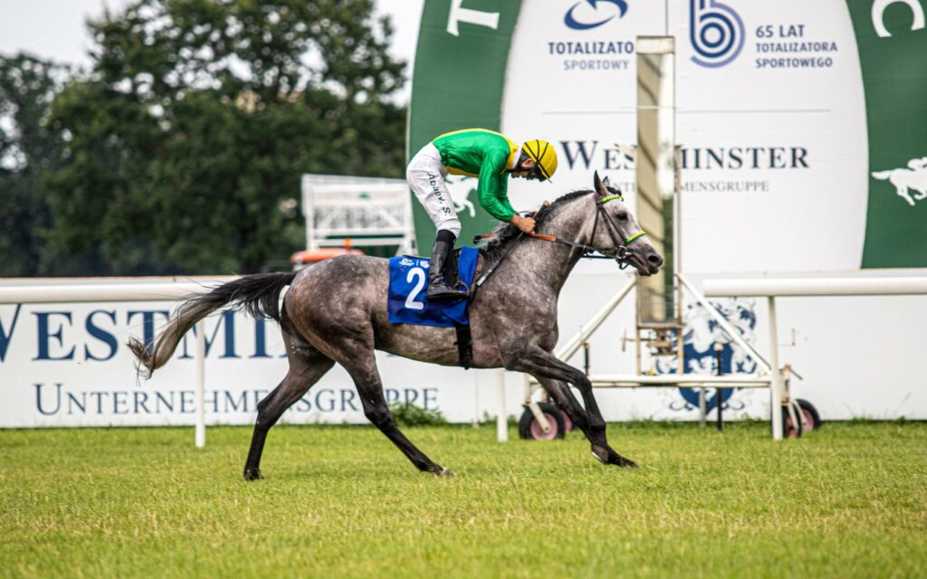 The Arabian Derby. The Force was with Alsahr | polskiearaby.com